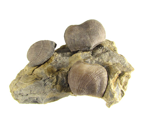 Brachiopods Bivalves With A Past