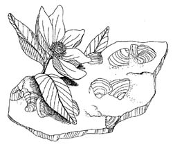 The Cenozoic Era, The Age of Mammals The Last 65 Million Years