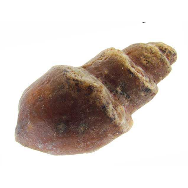 Fossil Gastropods: Where They’re Found, Identification & More