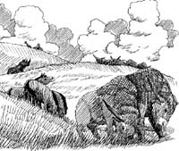 Tertiary Period Plants And Animals